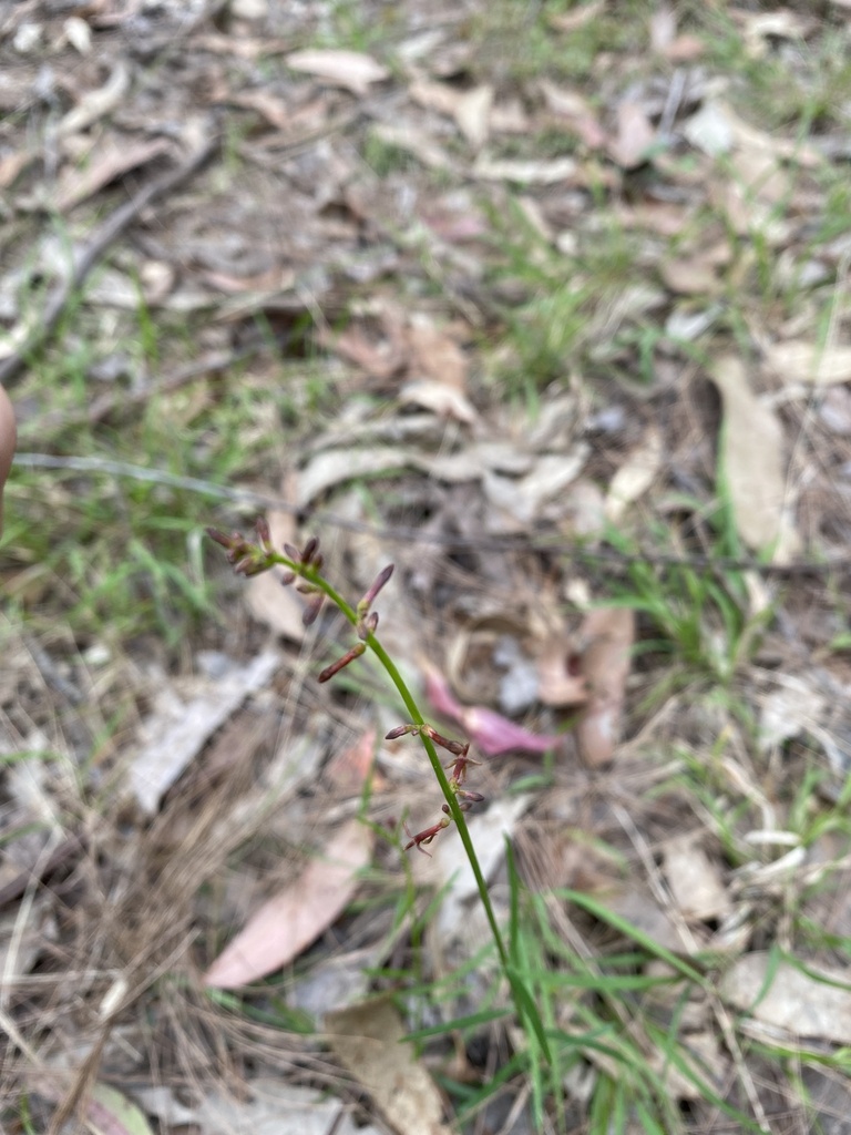 Stackhousia from Blue Mountains National Park, Mulgoa, NSW, AU on ...