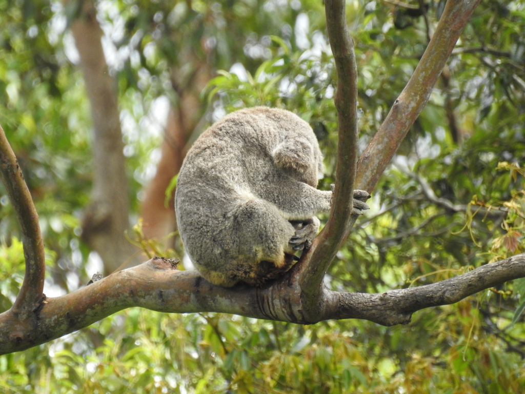 Koalas (Phascolarctidae) - Know Your Mammals