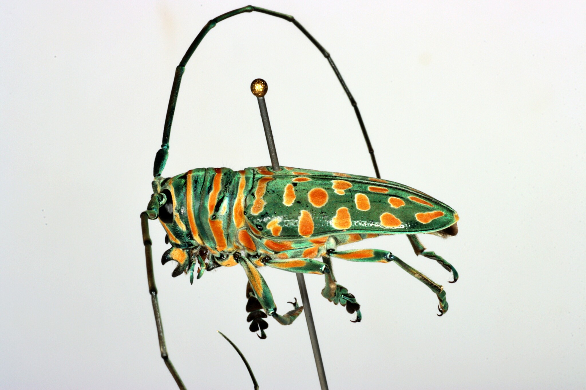 Sternotomis bohemani Chevrolat, 1844