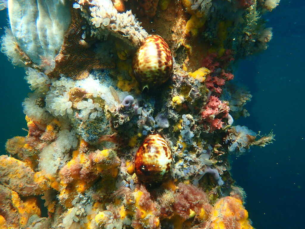 Black cowry from Edithburgh SA 5583, Australia on April 04, 2022 at 11: ...