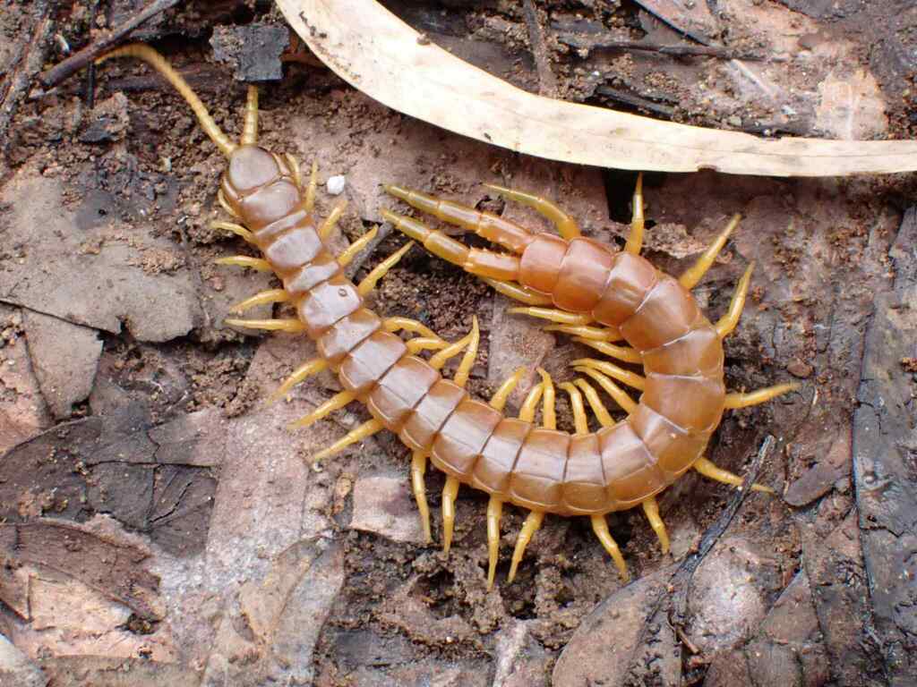 Australasian Giant Centipede from Flinders Ranges SA 5434, Australia on ...