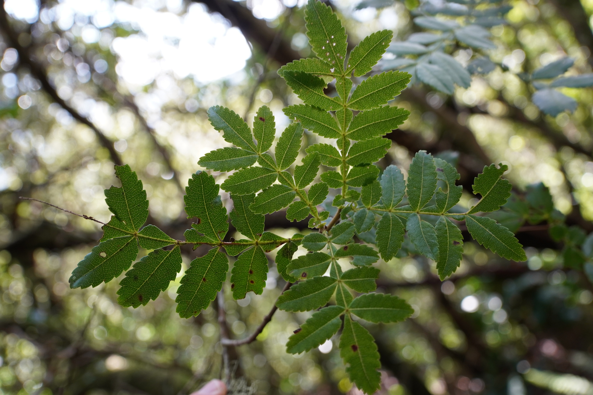 Weinmannia tinctoria Sm.