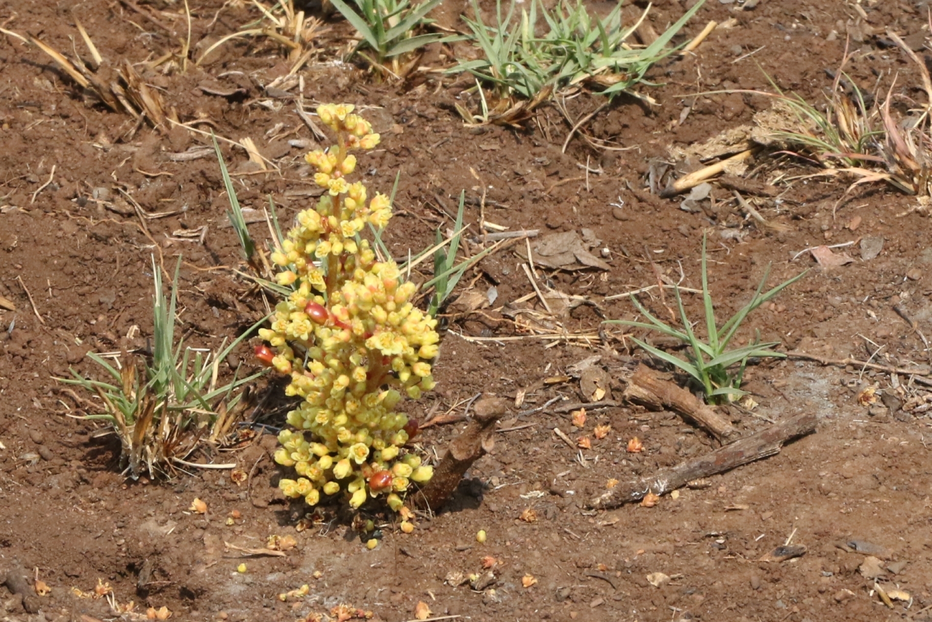 Lannea edulis (Sond.) Engl.