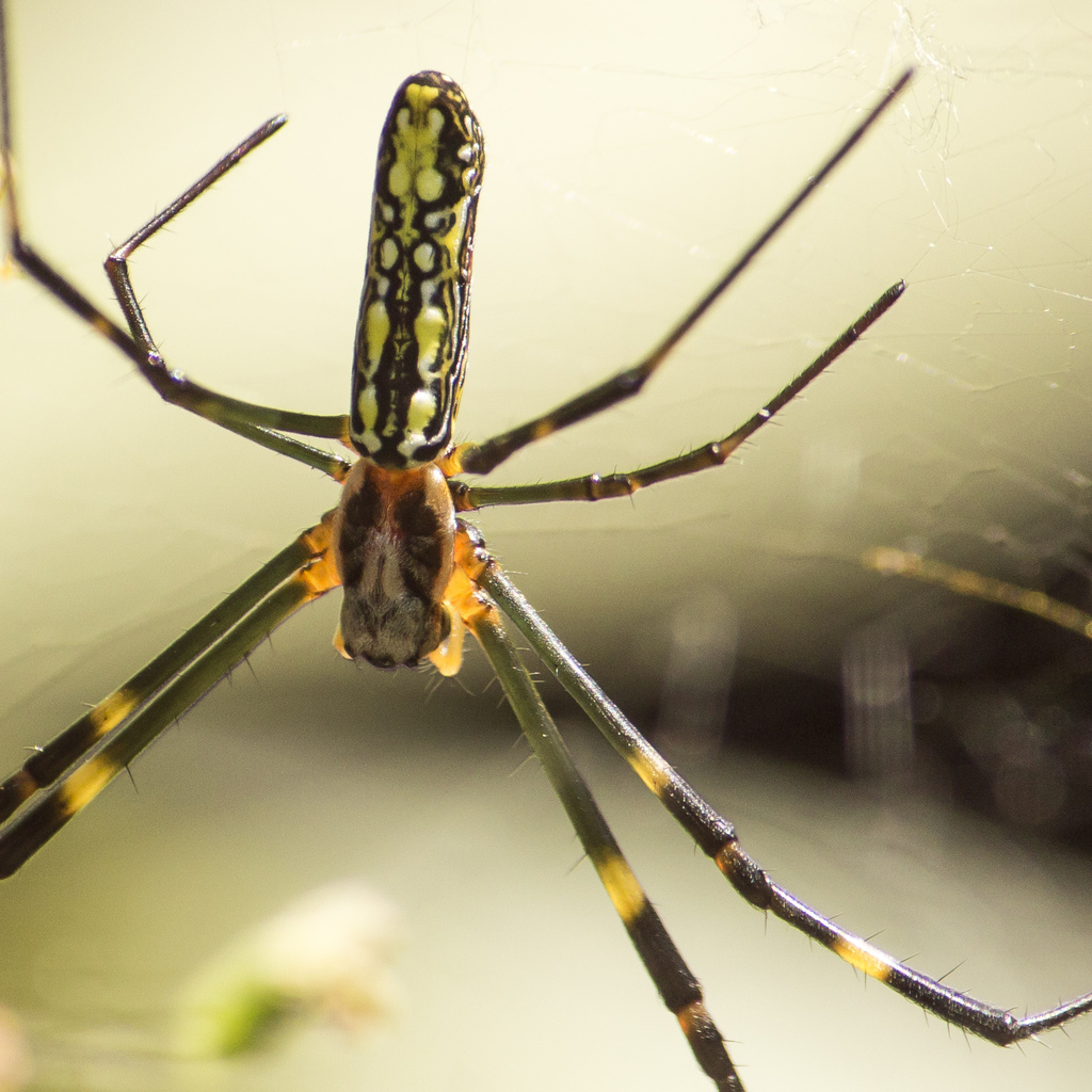 Joro Spider from 台灣高雄市 on October 12, 2022 at 12:19 PM by 野一點 A Little ...