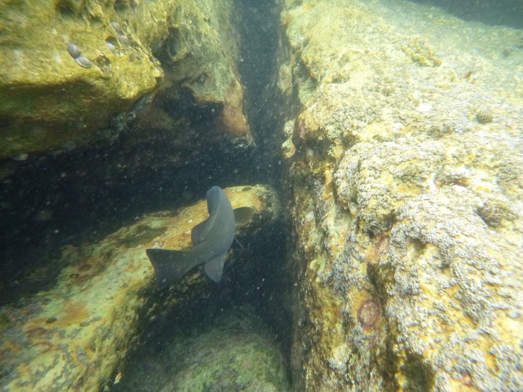 Rock Blackfish from Beecroft Peninsula NSW 2540, Australie on January ...