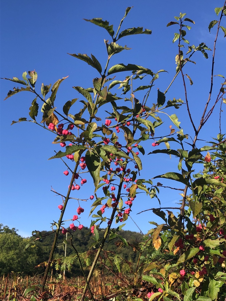 Spindle from East Devon AONB, Sidmouth, England, GB on October 13, 2022 ...