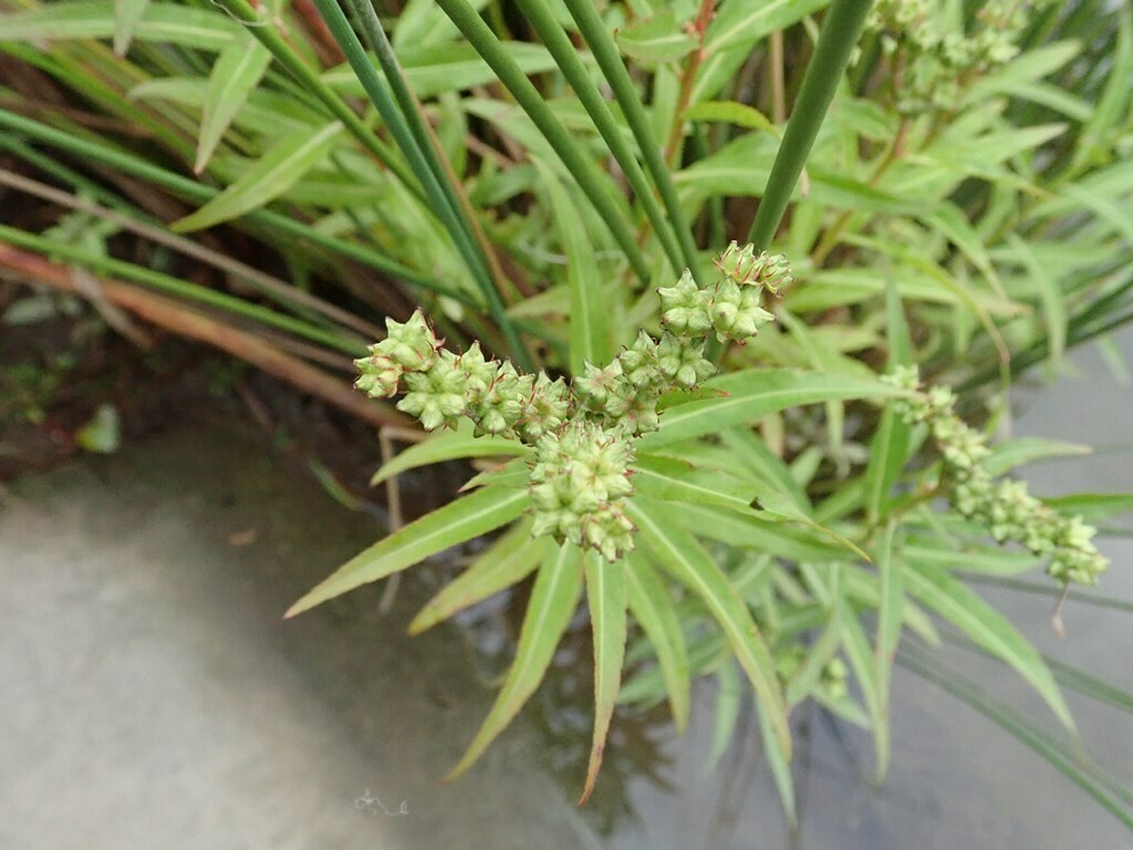 (Penthorum chinense) - Botanical Realm