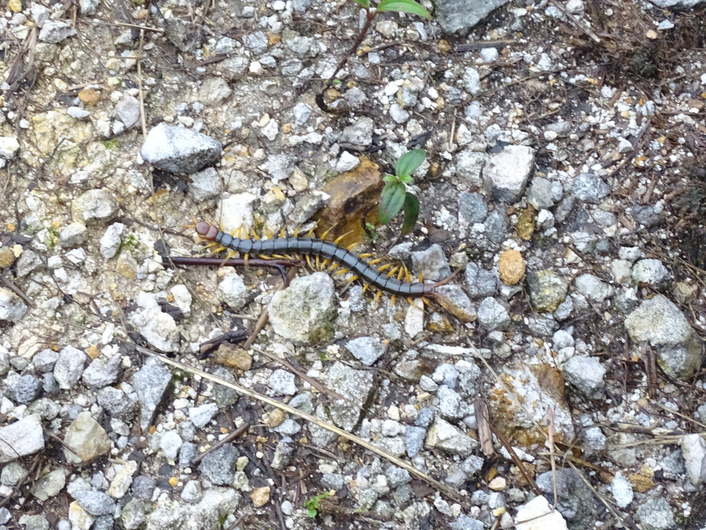 Chinese Red-headed Centipede from 台灣台北 on October 13, 2022 at 12:05 PM ...