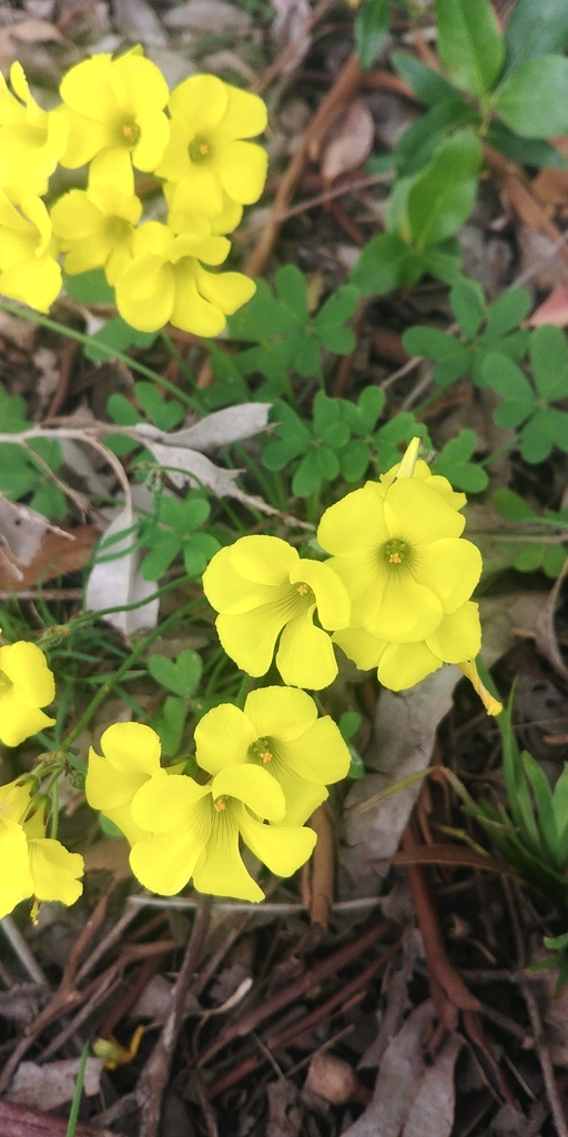 Bermuda buttercup from Chartwell, Hamilton, New Zealand on October 13 ...
