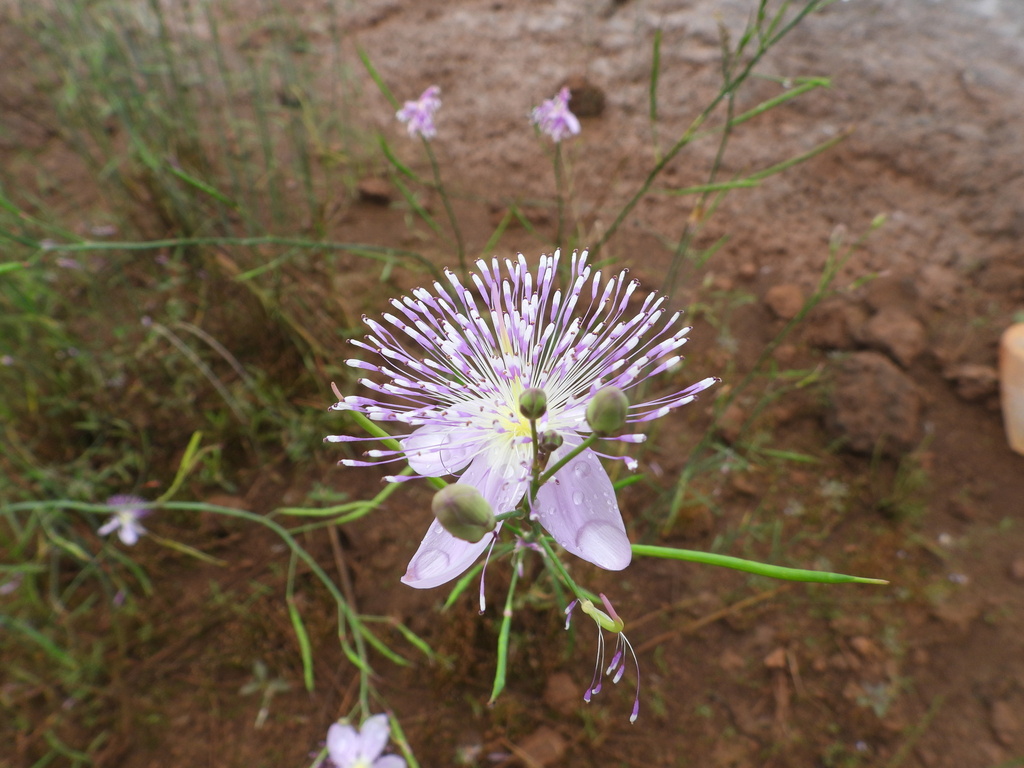 Cleome angulata from Niveli, Maharashtra 416702, India on October 11 ...