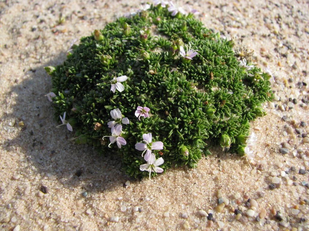 (Silene) - Botanical Realm