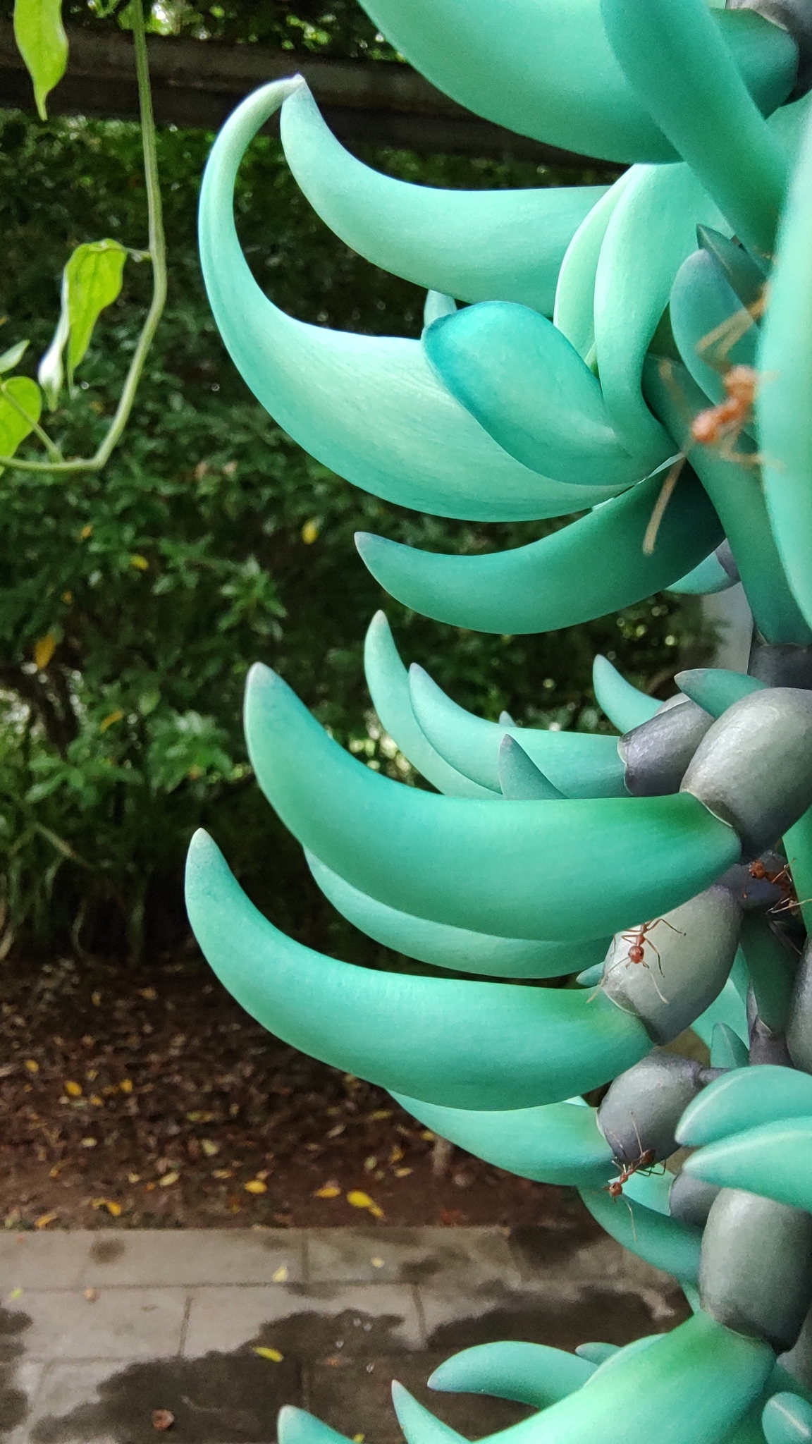 Strongylodon macrobotrys A.Gray