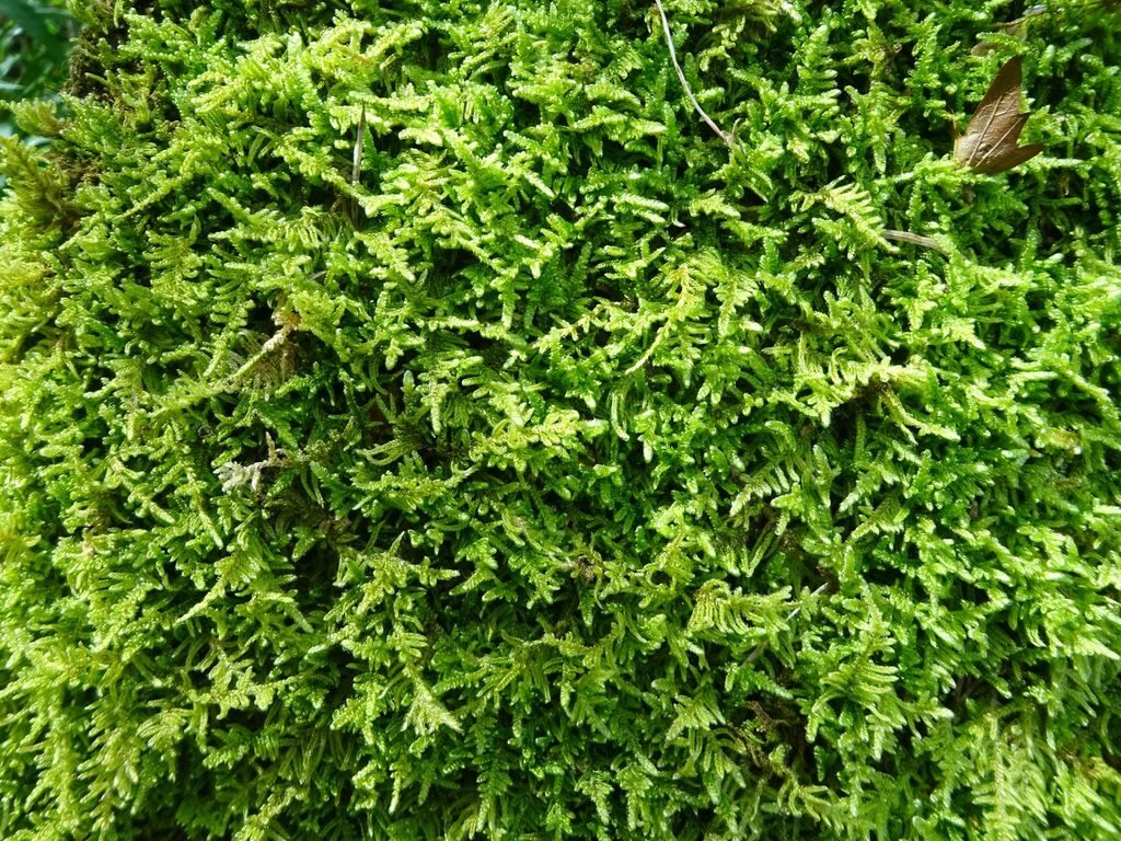 brocade moss from Harford County, MD, USA on October 12, 2022 at 11:47 ...