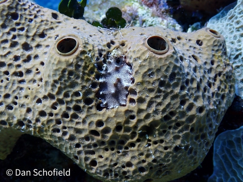 Demosponja (Smenospongia aurea)