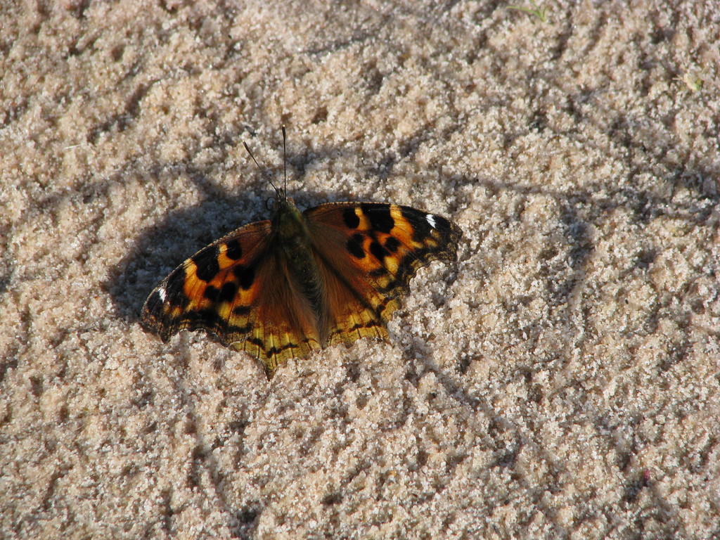 Compton Tortoiseshell from Athabasca on August 18, 2010 by Sarah Vinge ...