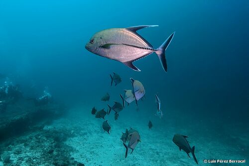 Jurel negro (Caranx lugubris)