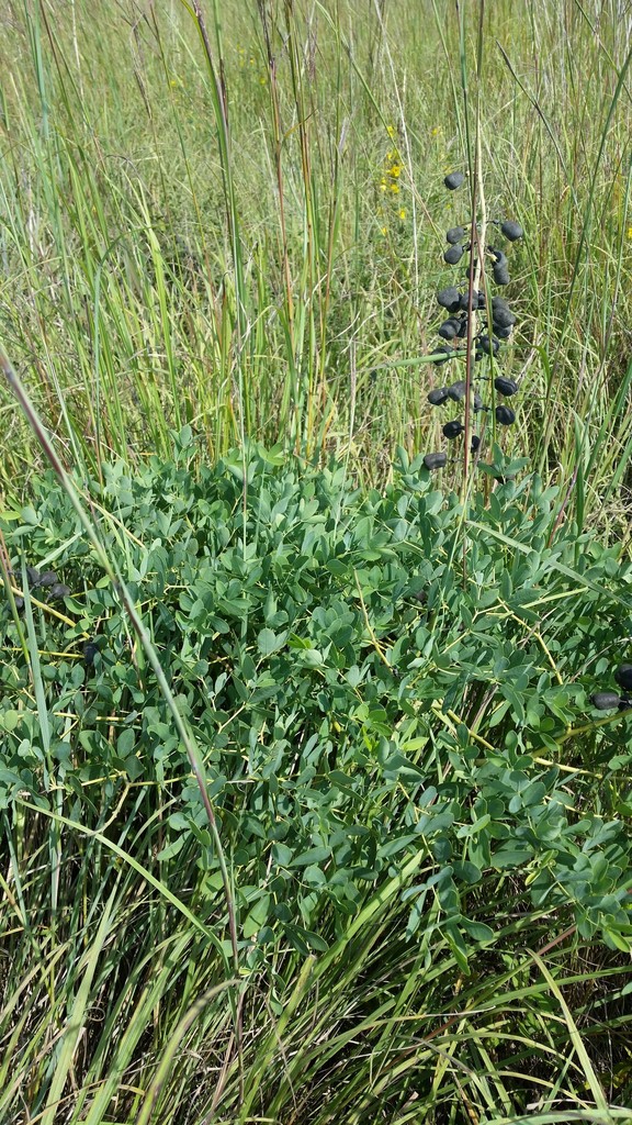 white wild indigo from Stony Hills Nature Preserve on August 23, 2018 ...