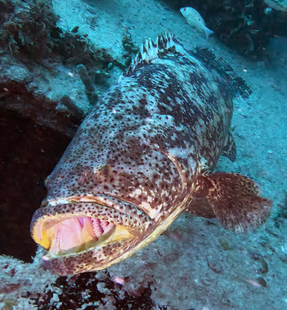 Atlantic Goliath Grouper in October 2022 by Jamie Holloway. Pompano ...