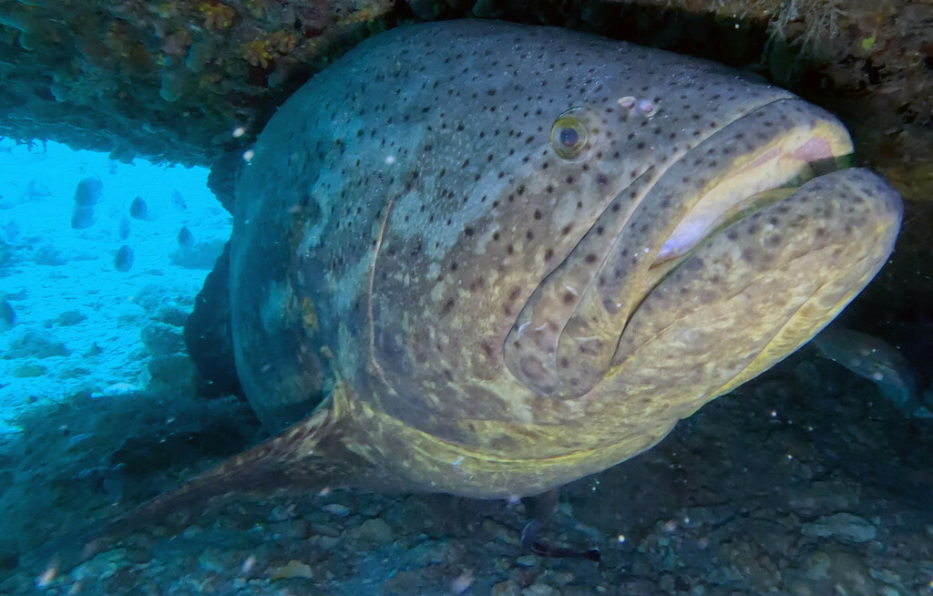 Atlantic Goliath Grouper in October 2022 by Jamie Holloway. Pompano ...