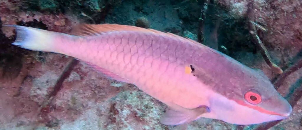 Redband Parrotfish from Broward County, FL, USA on October 10, 2022 at ...