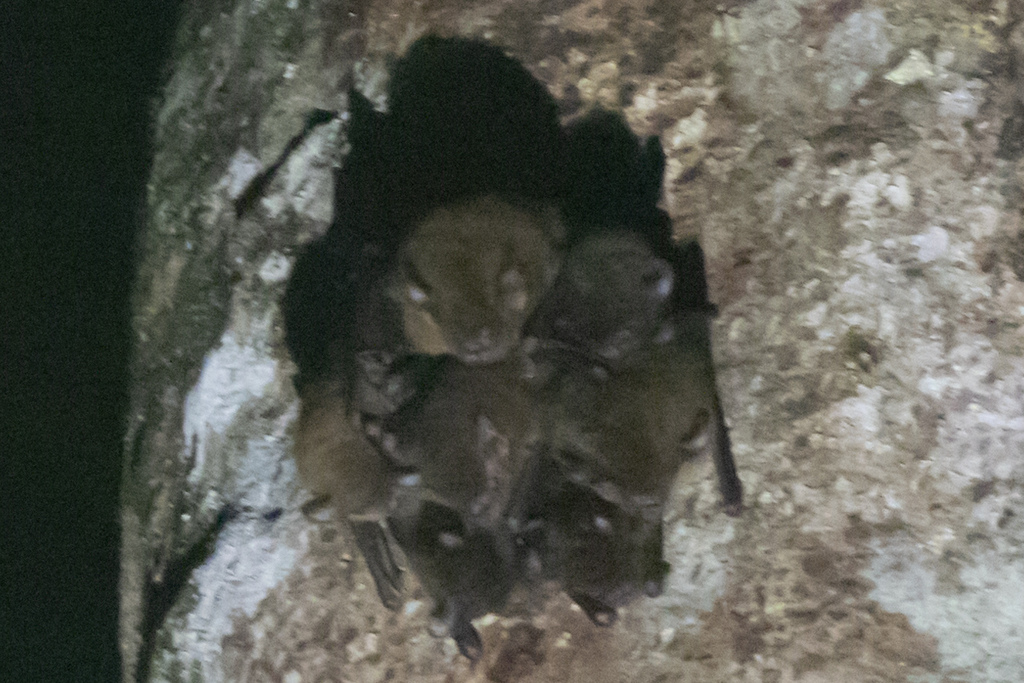 New Guinea Long-eared Bat (Nyctophilus microtis) - Know Your Mammals
