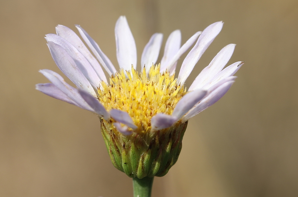 Afroaster serrulatus from Greater Woodmead Estate on October 12, 2022 ...