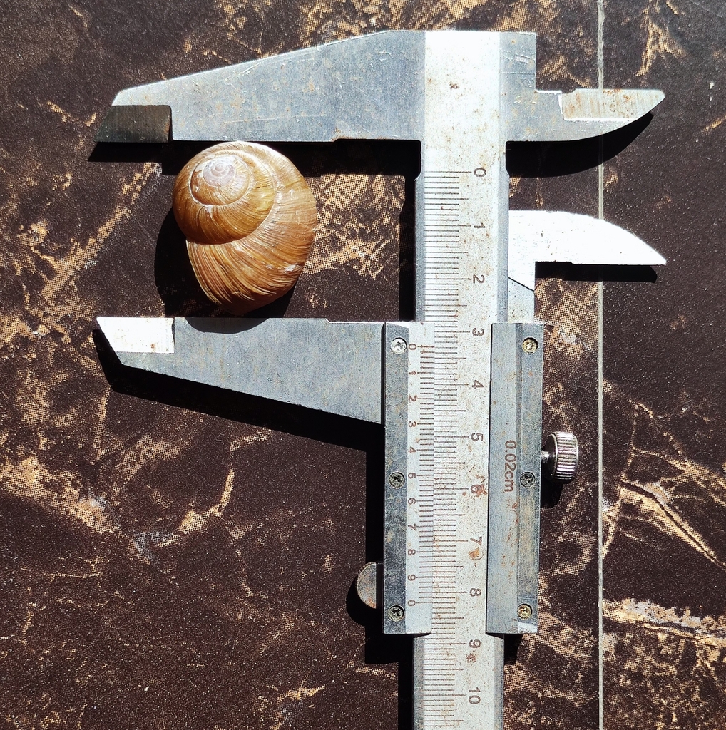 Acusta ravida from Nanchang, CN-JX, CN on October 12, 2022 at 01:25 PM ...