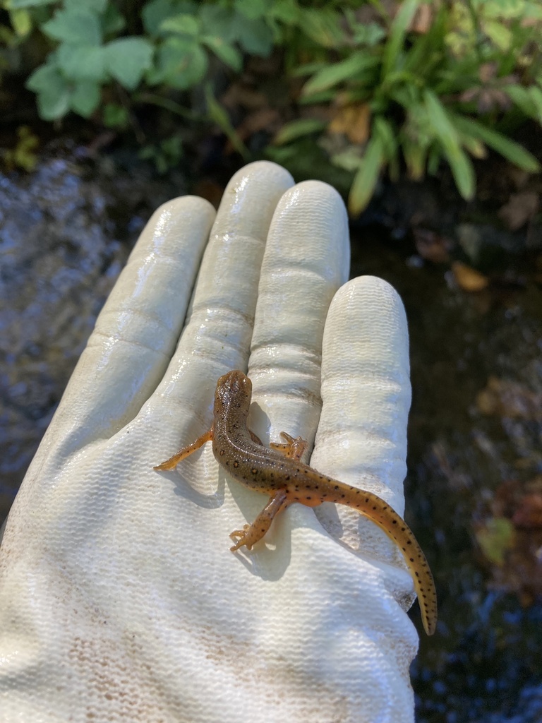 Red-spotted Newt from Mt. Cuba Center, Hockessin, DE, US on October 12 ...