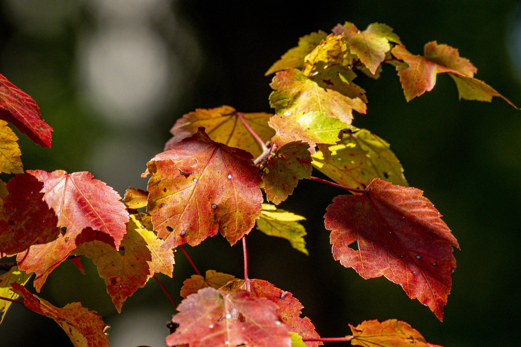 red maple from Rockland County, NY, USA on October 07, 2022 at 12:04 PM ...
