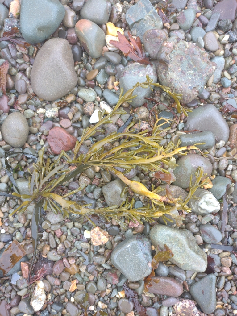 Knotted Wrack from Saint Martin, JE on October 13, 2022 at 02:51 PM by ...