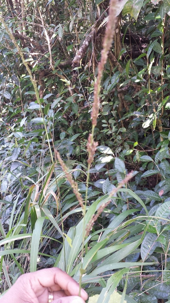 grasses on September 10, 2015 at 02:21 PM by Patrick · iNaturalist