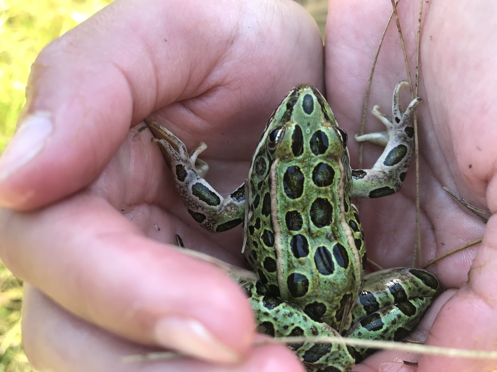 Northern Leopard Frog from Idaho Falls, ID, US on September 04, 2022 at ...
