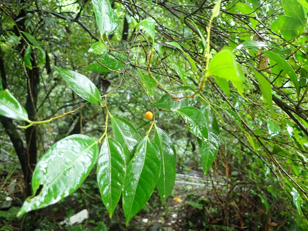 Ficus ampelos from 262台灣宜蘭縣礁溪鄉德陽村 on October 09, 2022 at 10:30 AM by ...