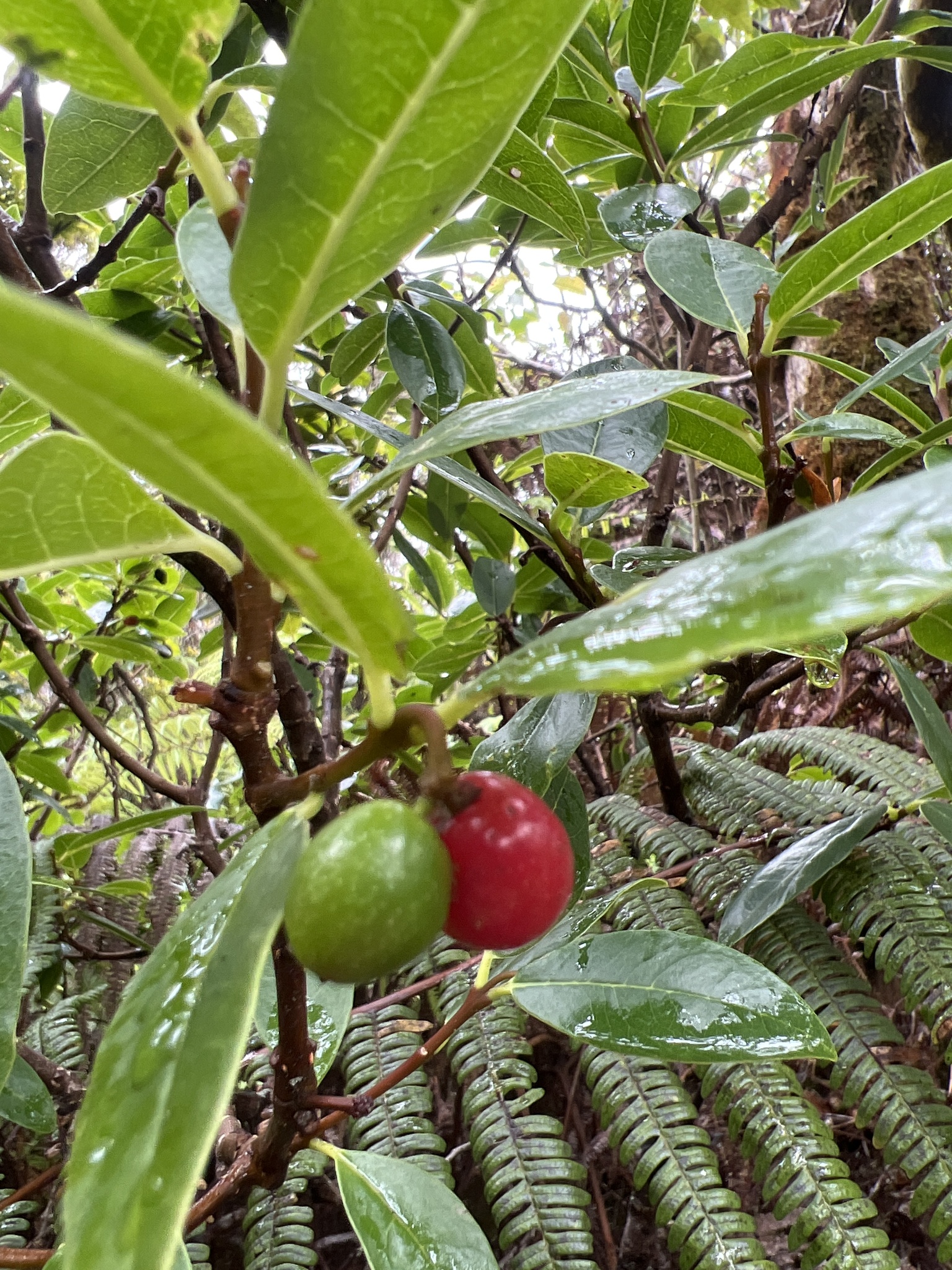Wikstroemia oahuensis (A.Gray) Rock