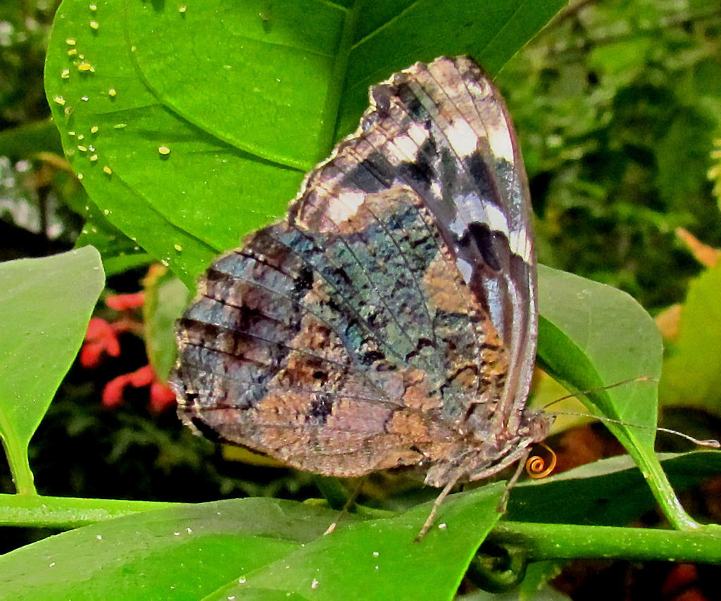 Mariposa bufón mexicana (Tizimín y sus mariposas) · iNaturalist