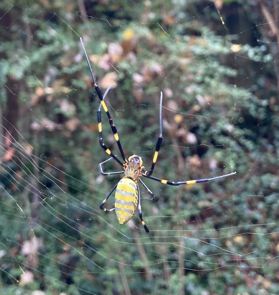 Joro Spider from Hawthorn Cir NE, Atlanta, GA, US on October 13, 2022 ...