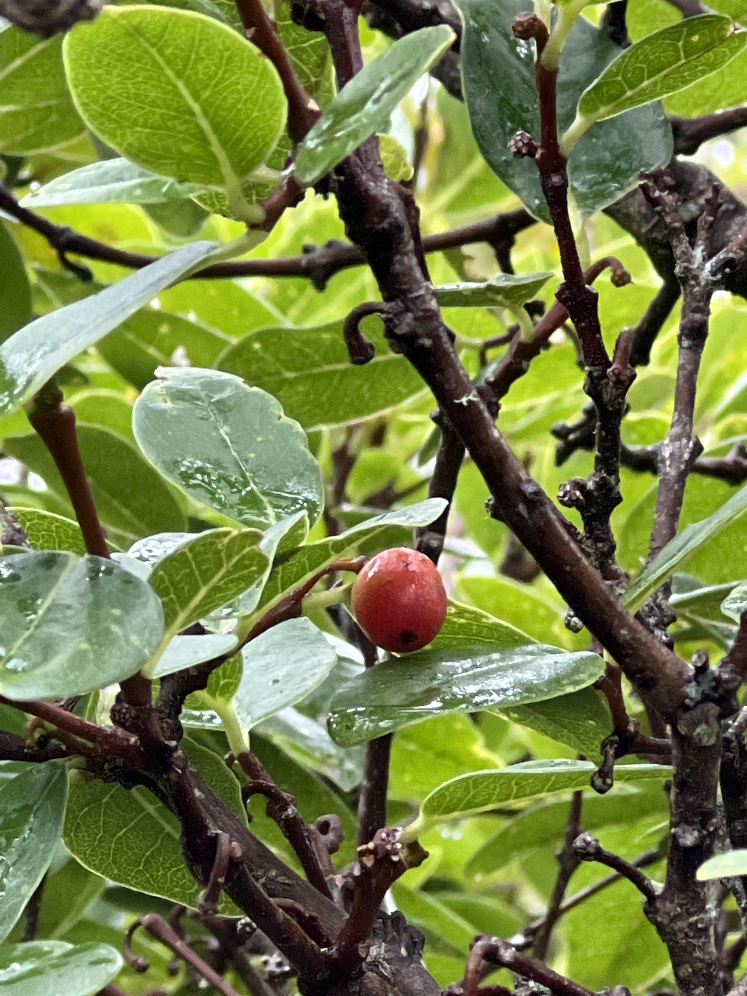Wikstroemia oahuensis (A.Gray) Rock
