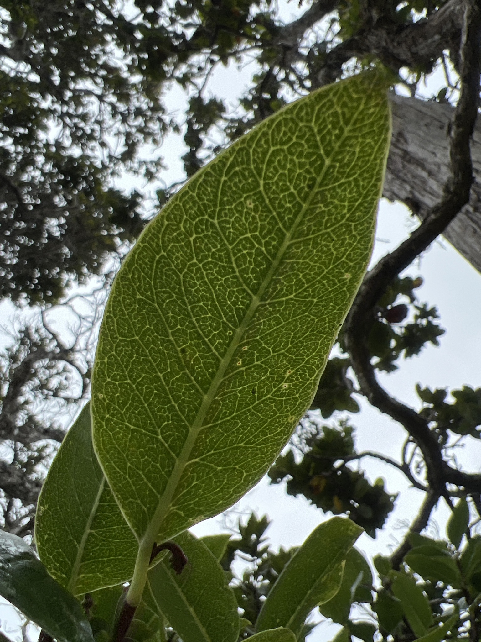 Wikstroemia oahuensis (A.Gray) Rock