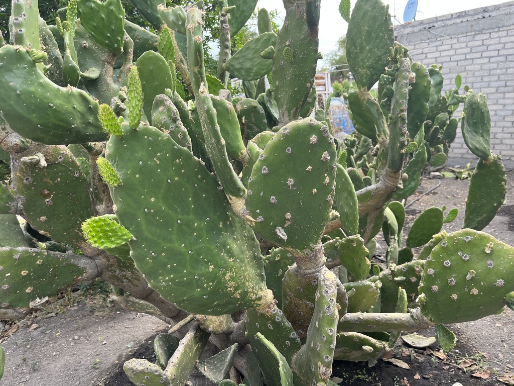 Indian fig opuntia in May 2022 by Laly Camargo. Visiting Mexico, Found ...