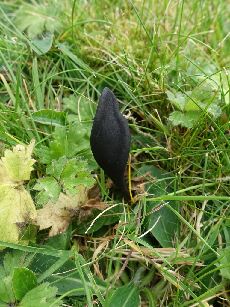 Geoglossum cookeanum from Sheshia, Bellharbour, Co. Clare, Ireland on ...