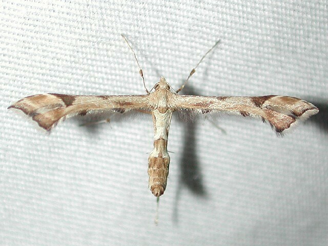 Artichoke Plume Moth from Bedford Audubon Society, Katonah, NY, USA on ...