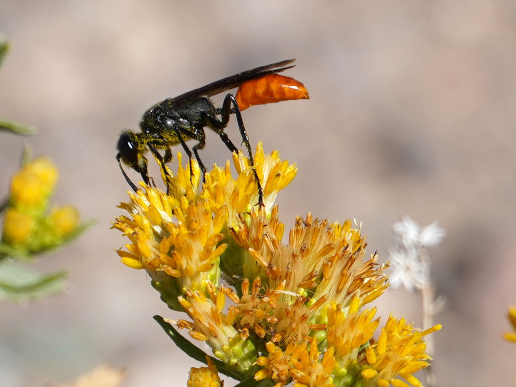 Sphecinae from New River Mts., Arizona, USA on September 23, 2022 at 11 ...