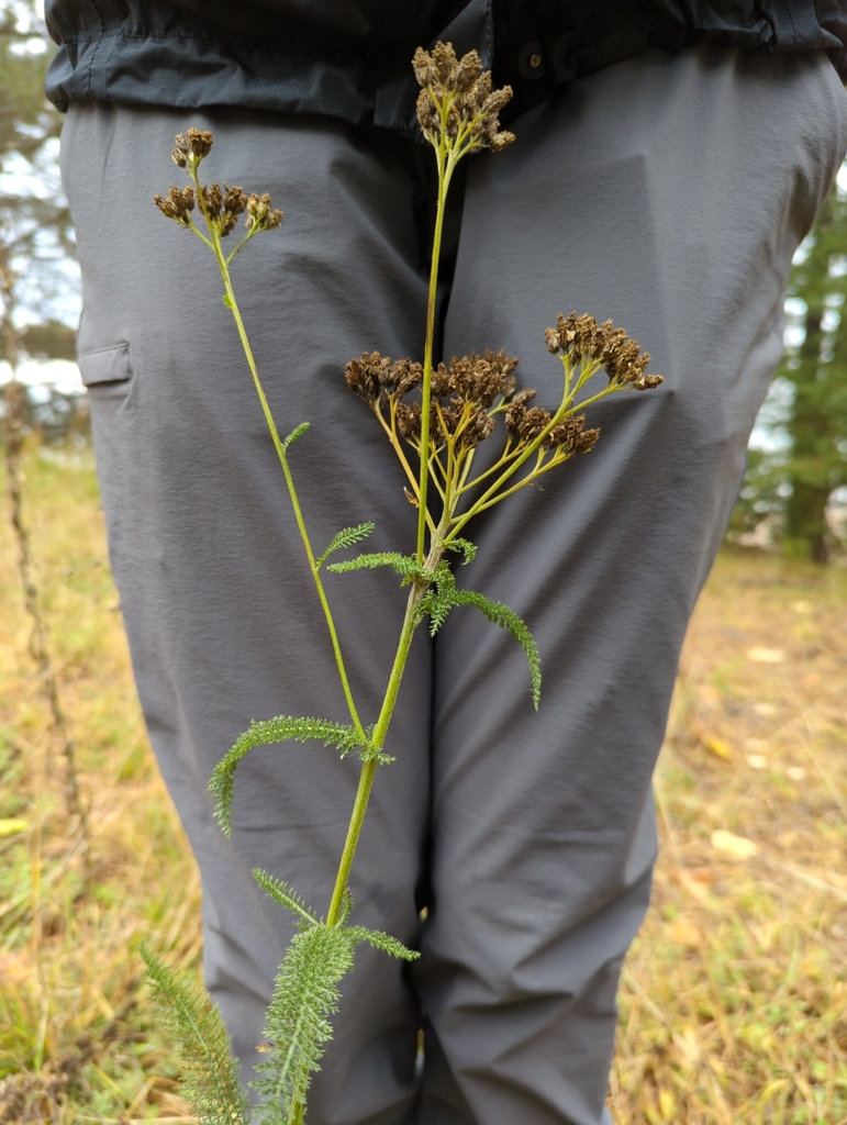 common yarrow from Algoma, CA-ON, CA on October 13, 2022 at 12:51 PM by ...