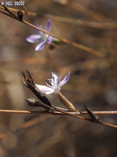 Dianthus polycladus · iNaturalist