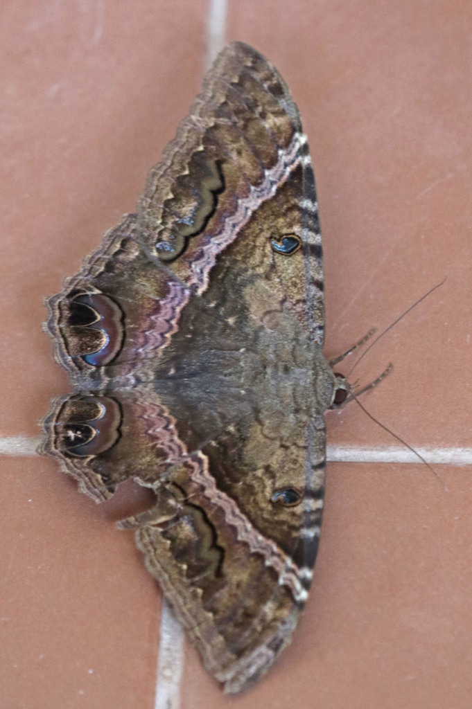 Black Witch from Florida, Bolivia on September 12, 2022 at 06:38 AM by ...