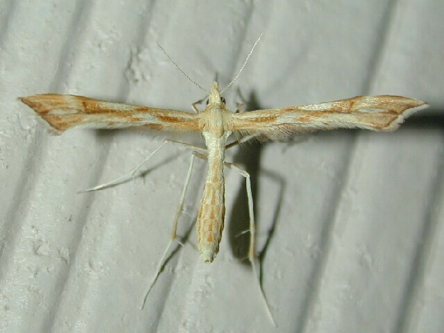 Yarrow Plume Moth from Floyd Bennet Field, Brooklyn, NY, USA on June 13 ...