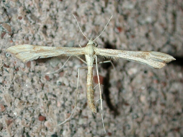 Yarrow Plume Moth from Jamaica Bay Wildlife Refuge, Queens, NY, USA on ...