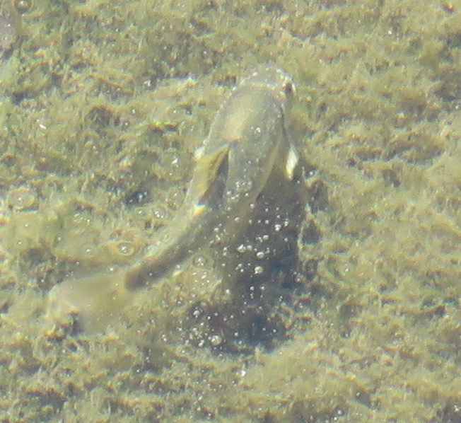 Central Stoneroller from Blanco, TX 78606, USA on April 03, 2016 at 05: ...