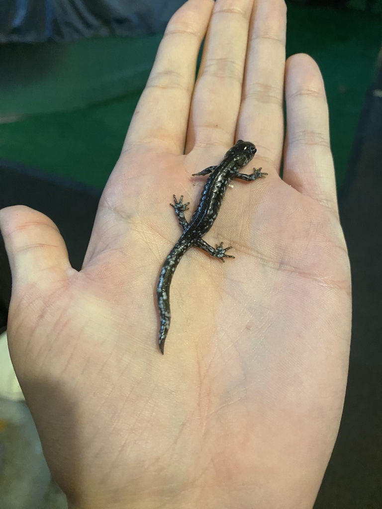 Blue-spotted Salamander from Penfield Ave N, Scandia, MN, US on October ...
