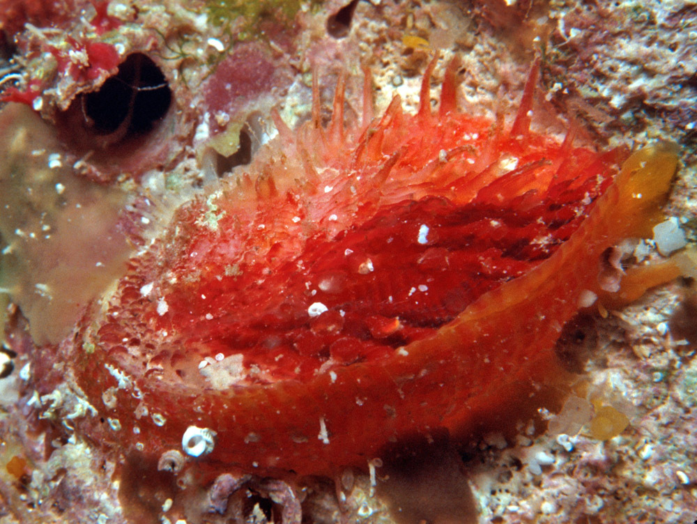 Chama pacifica Broderip, 1835